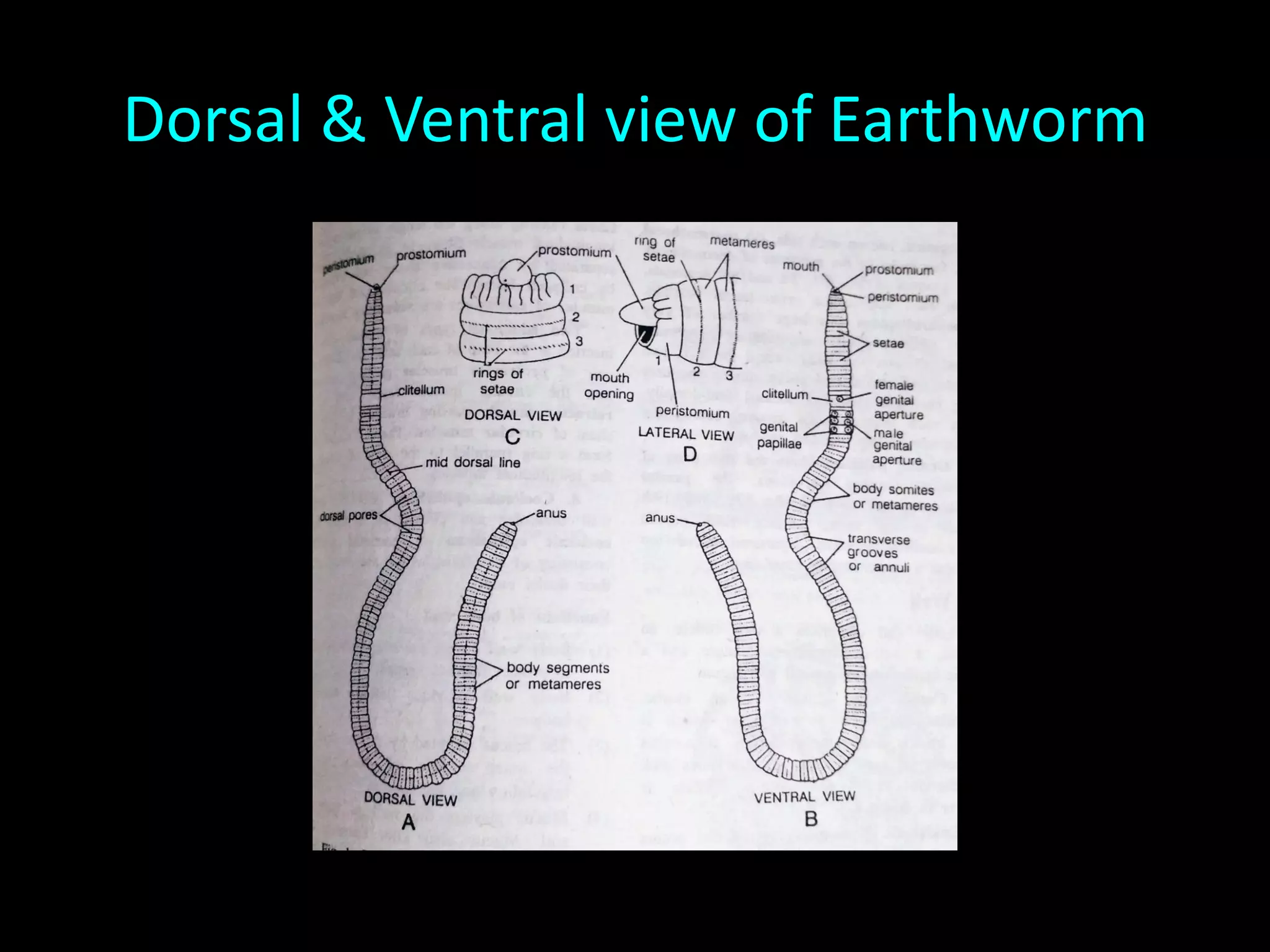 Indian Earthworm (Pheretima posthuma)ppt.pdf