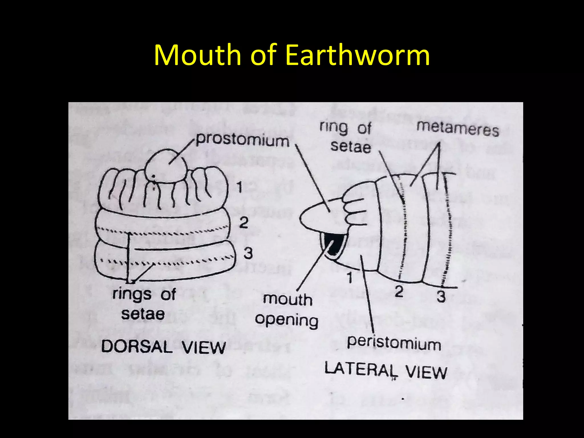 Indian Earthworm (Pheretima posthuma)ppt.pdf