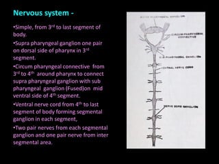 Indian Earthworm (Pheretima posthuma)ppt.pdf