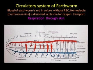Indian Earthworm (Pheretima posthuma)ppt.pdf
