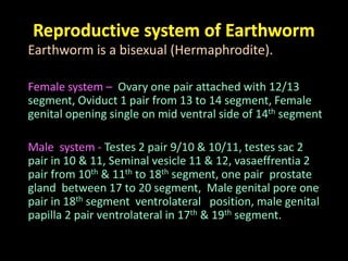 Indian Earthworm (Pheretima posthuma)ppt.pdf