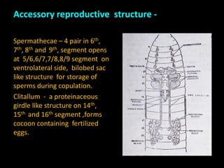 Indian Earthworm (Pheretima posthuma)ppt.pdf