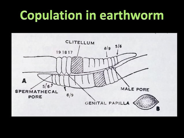 Indian Earthworm (Pheretima posthuma)ppt.pdf