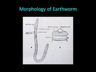 Indian Earthworm (Pheretima posthuma)ppt.pdf