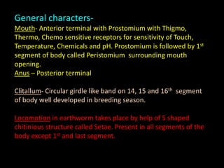 Indian Earthworm (Pheretima posthuma)ppt.pdf