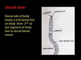 Indian Earthworm (Pheretima posthuma)ppt.pdf