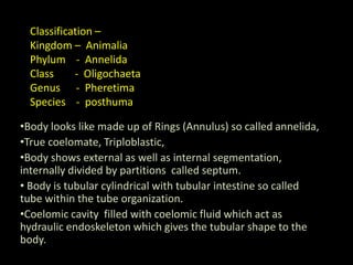 Pheretima Cross Section