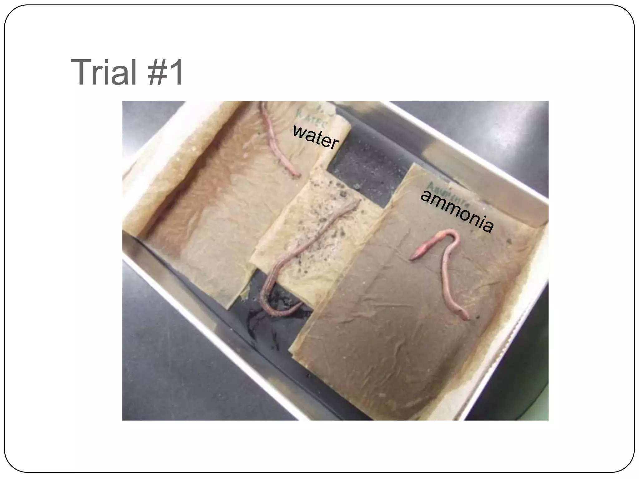 Earthworm reaction to chemical stimulus of ammonia | PPTX