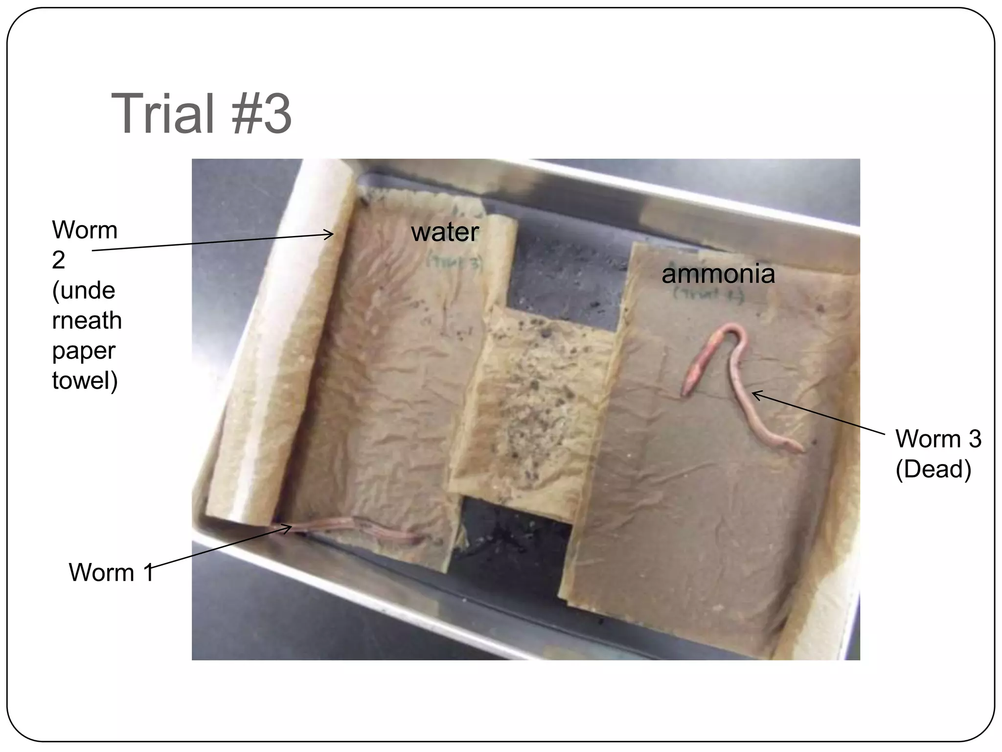 Earthworm reaction to chemical stimulus of ammonia | PPTX