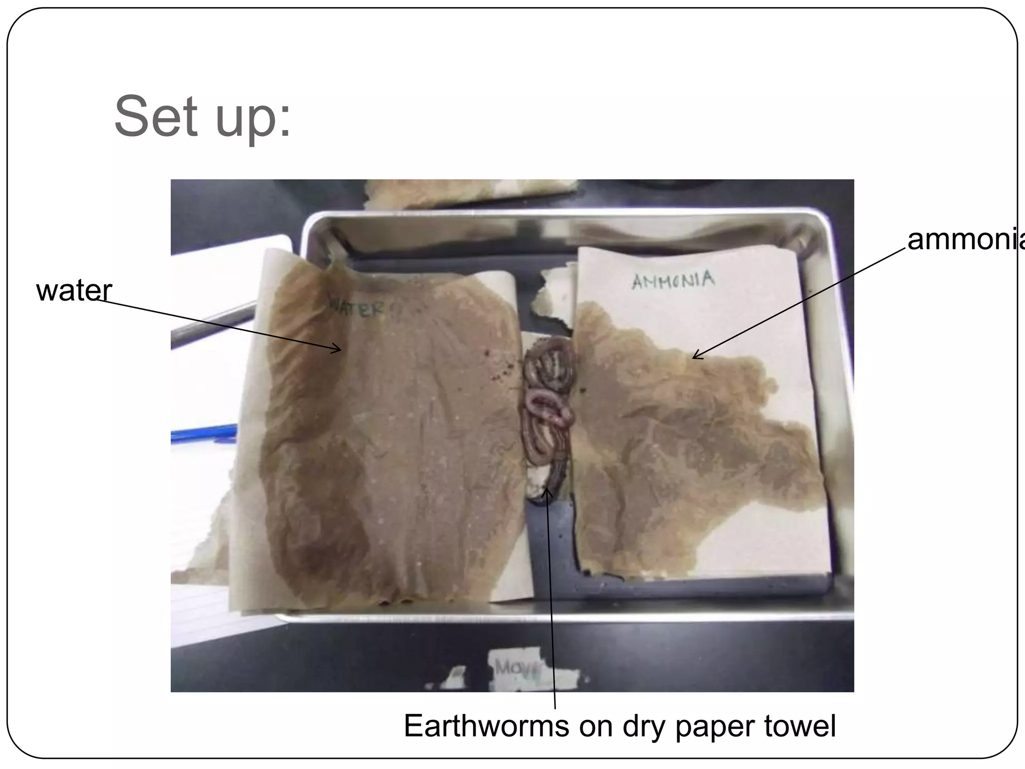 Earthworm reaction to chemical stimulus of ammonia | PPTX