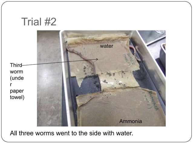 Earthworm reaction to chemical stimulus of ammonia | PPTX