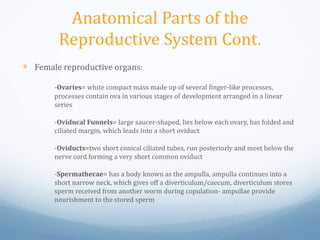 Earthworm Reproduction | PPTX