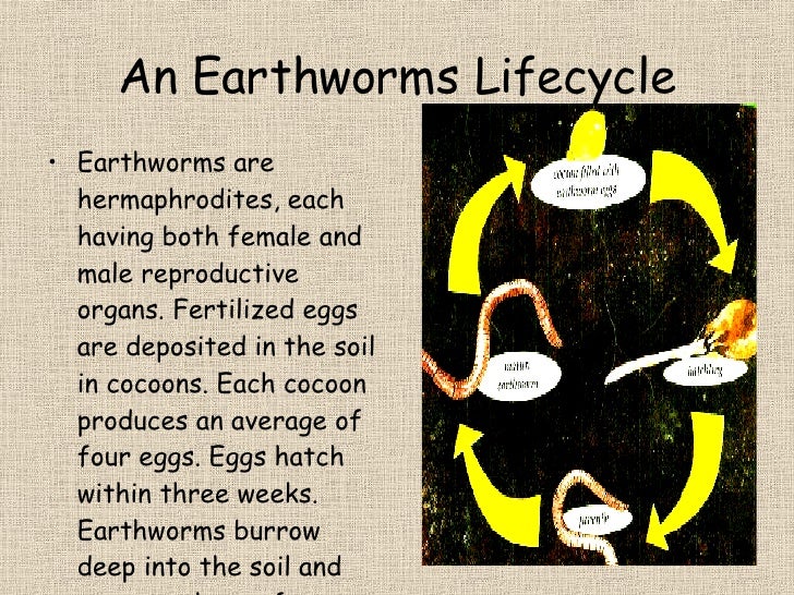 Earthworms Life Cycle Treatment For Worms | Treatment | COMBANTRIN®