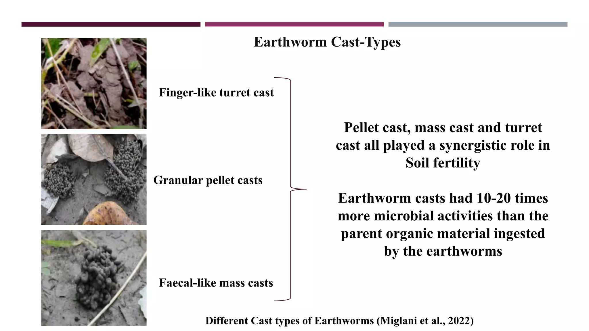 Earthworms.pptx
