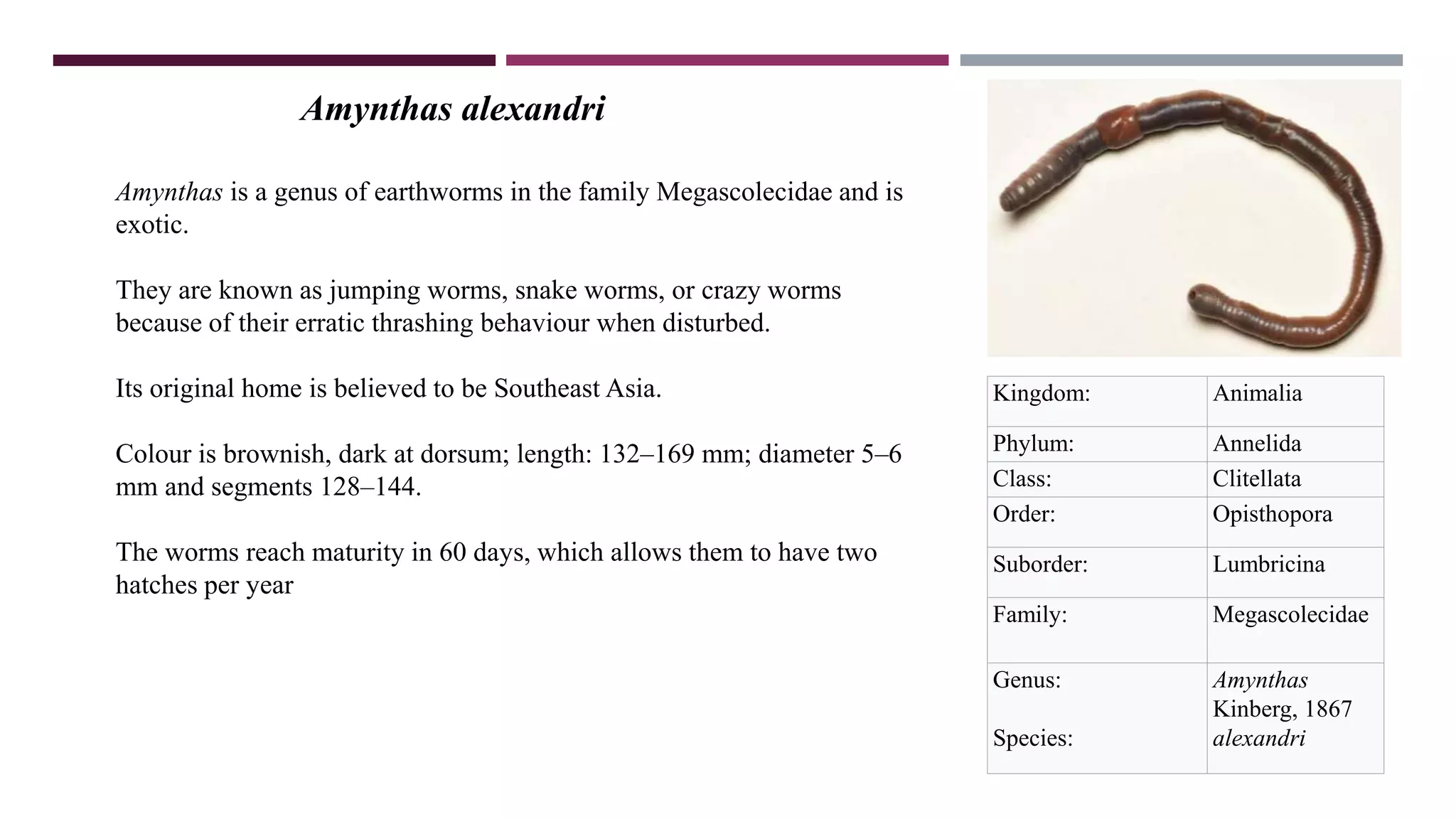 Earthworms.pptx