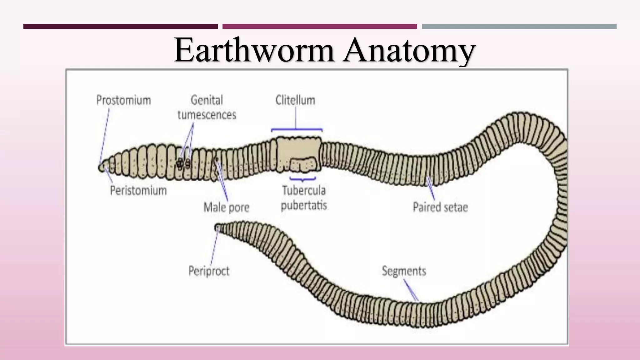 Earthworms.pptx