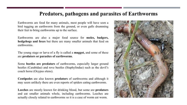 Earthworms.pptx