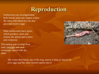 Earthworms[1] | PPT