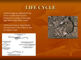 Earthworms[1] | PPT