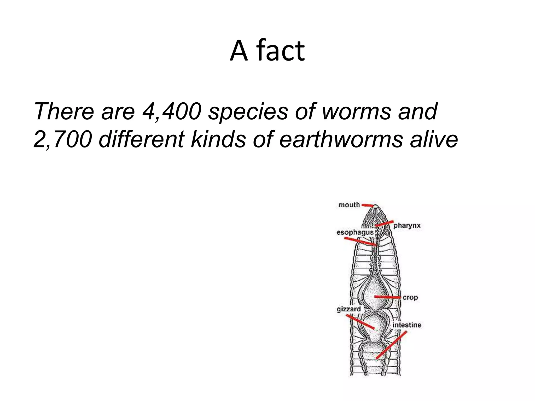 Earth worms 12345 | PPTX