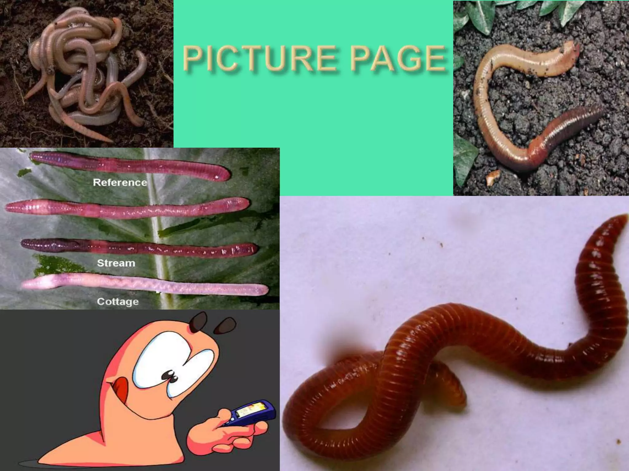 Earthworms by jackson and ben | PPT