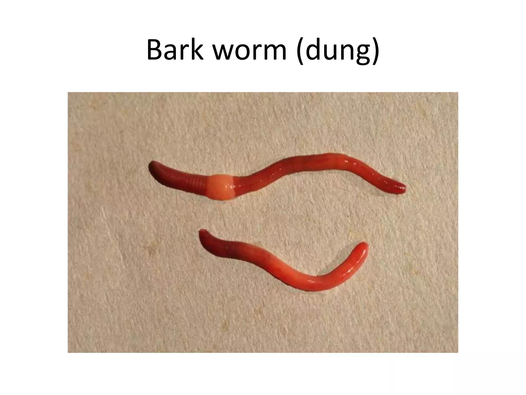 Earthworms slideshow | PPTX