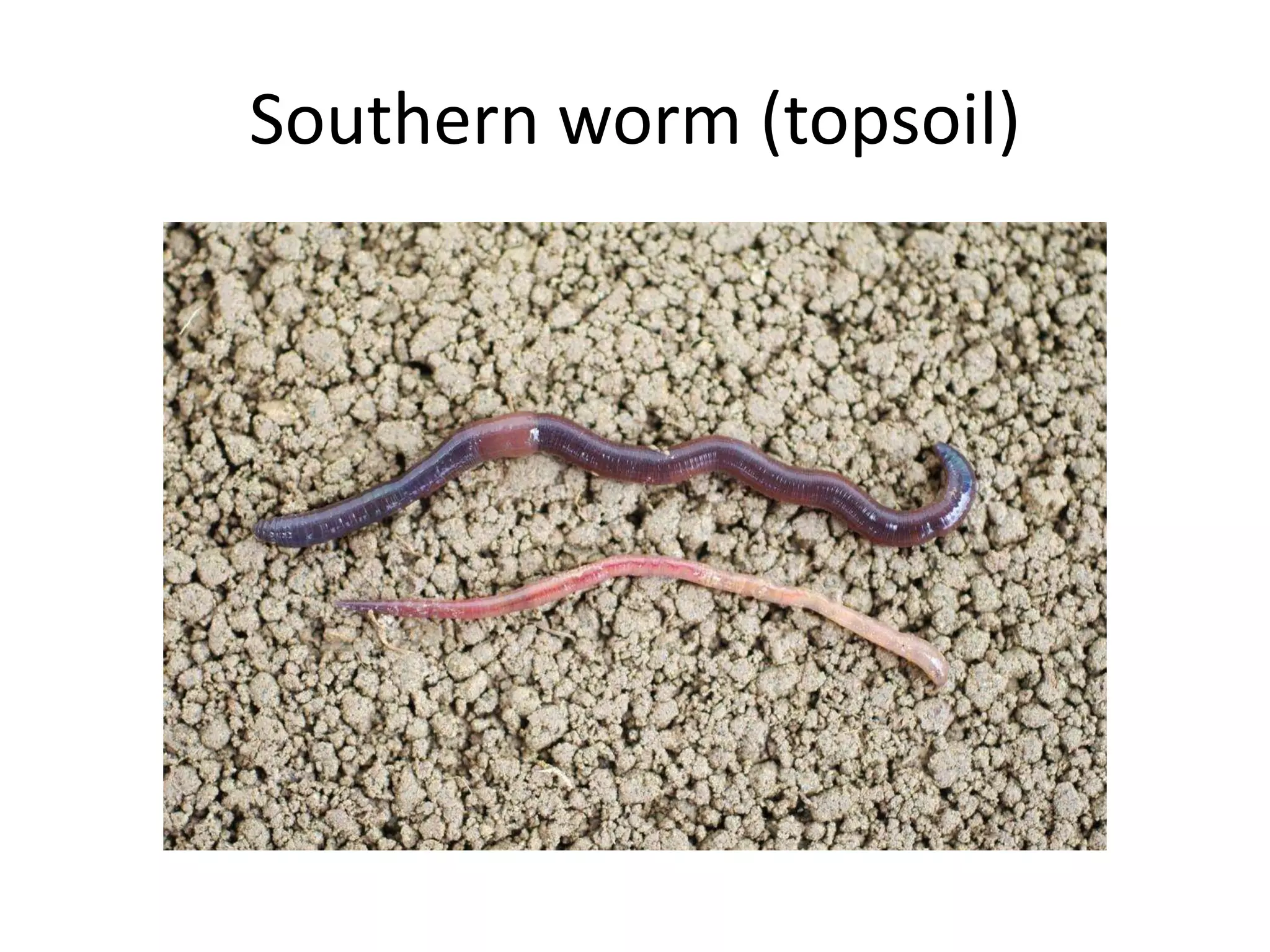 Earthworms slideshow | PPTX