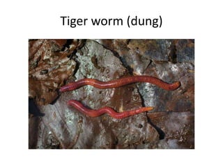 Earthworms slideshow | PPTX