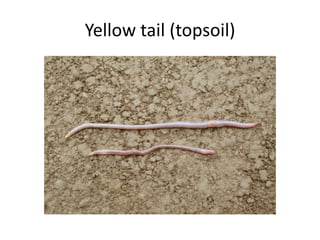 Earthworms slideshow | PPTX
