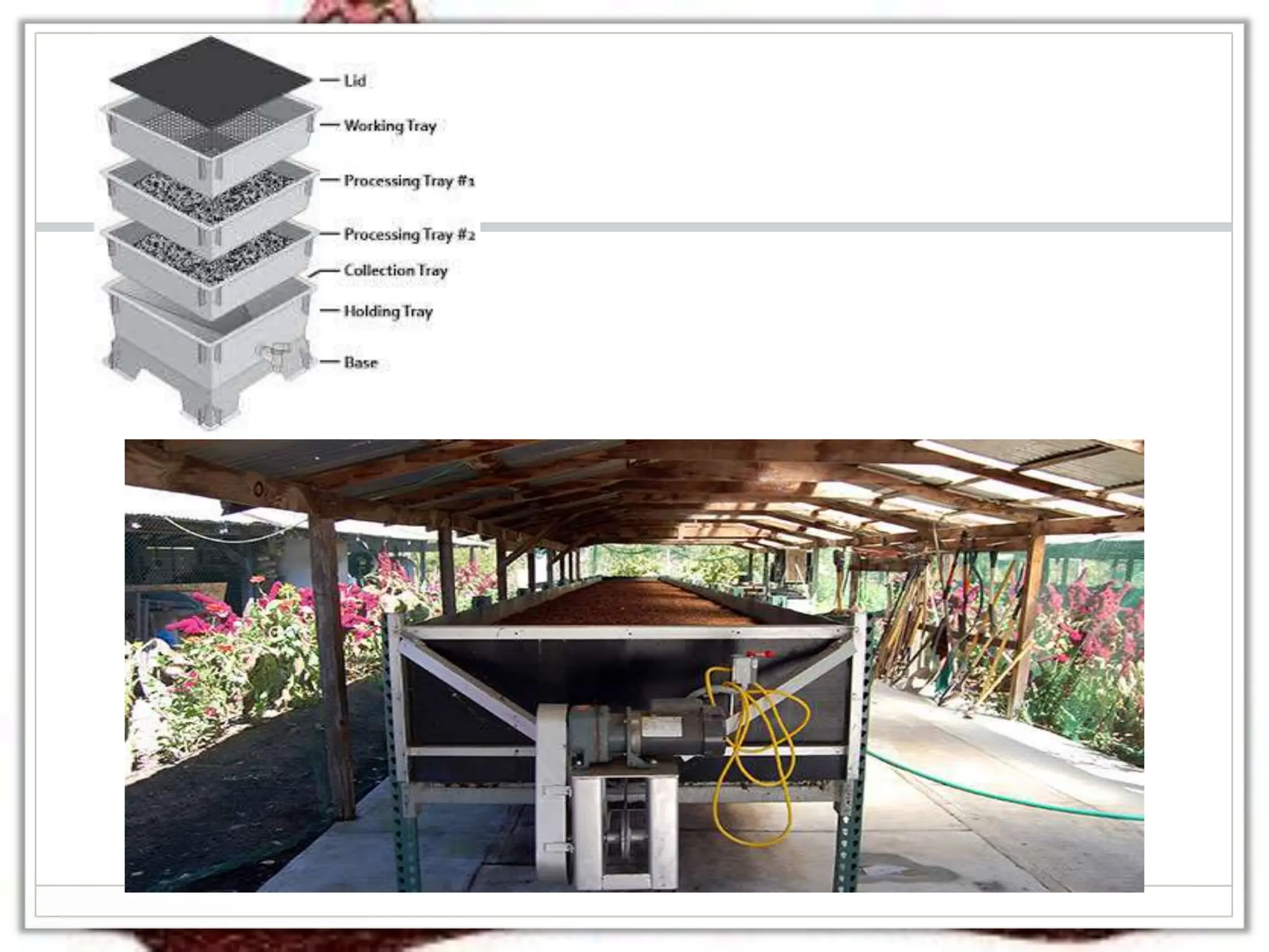 Vermicomposting of earthworms and the culture | PPT