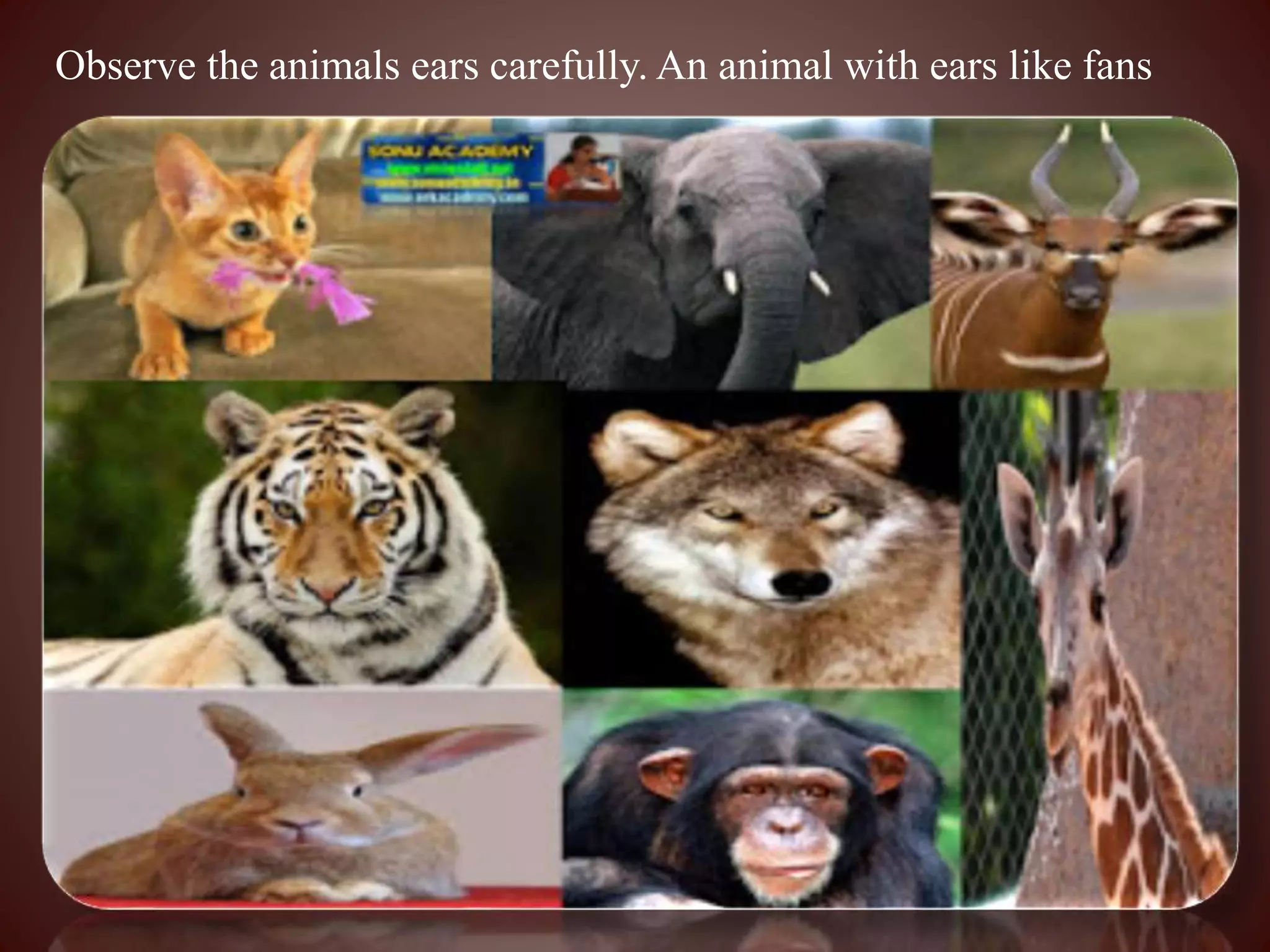 EAR TO EAR ENVIRONMENTAL STUDIES CLASS-IV | PPTX