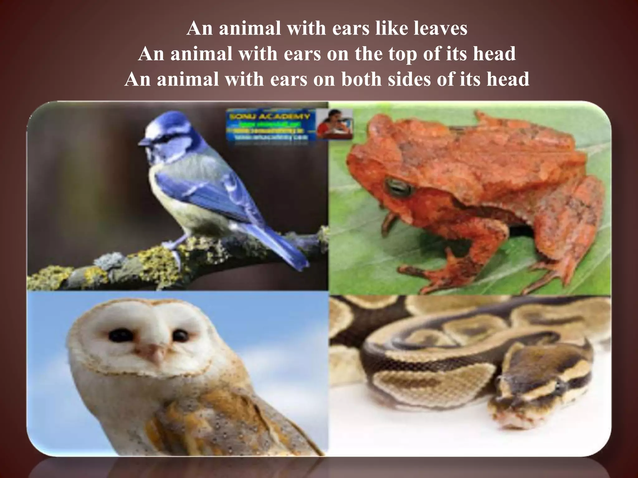 EAR TO EAR ENVIRONMENTAL STUDIES CLASS-IV | PPTX