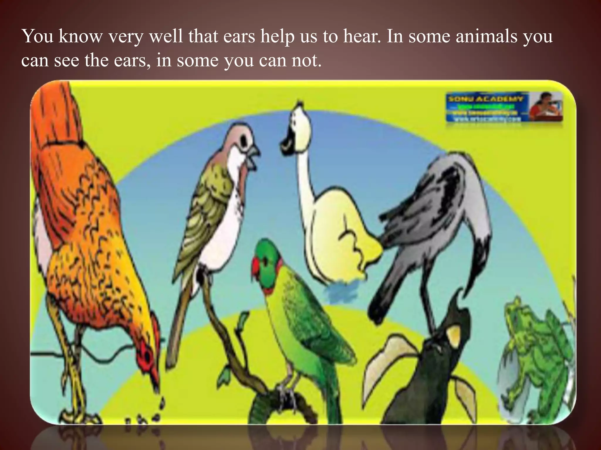 EAR TO EAR ENVIRONMENTAL STUDIES CLASS-IV | PPTX