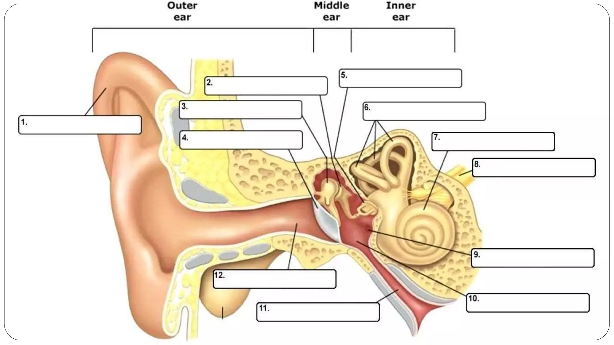 Human Ear | PPT