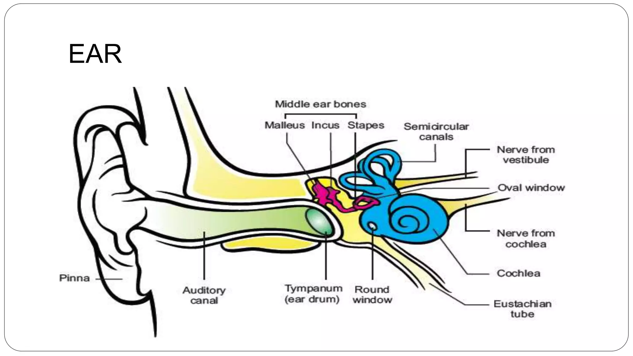 Human Ear | PPT