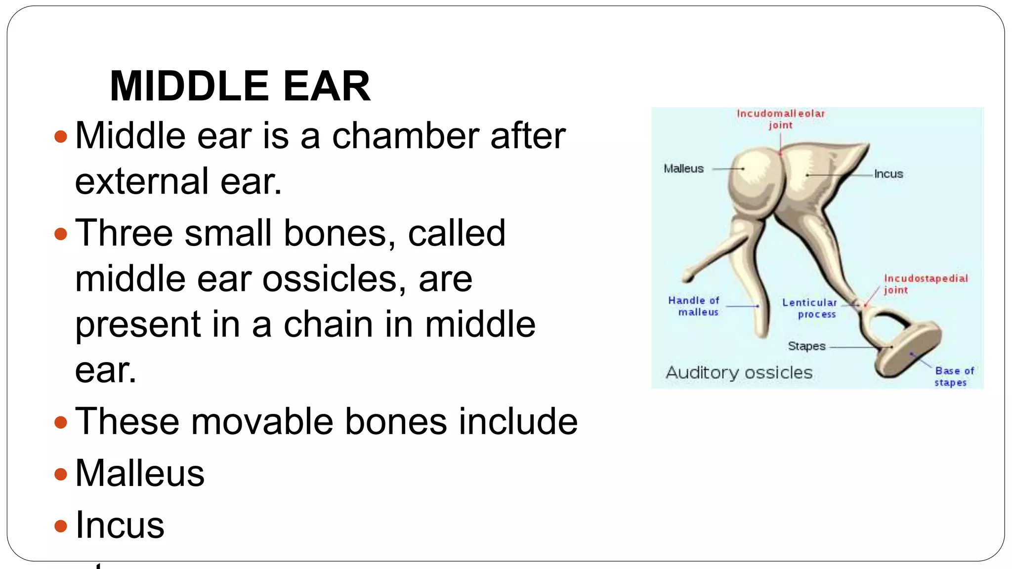 Human Ear | PPT