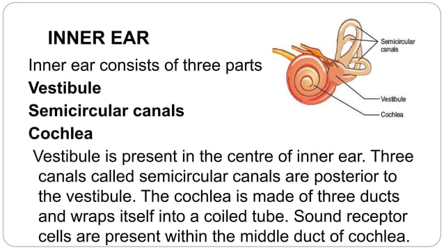 Human Ear | PPT