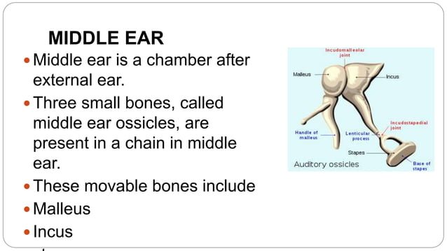 Human Ear | PPT