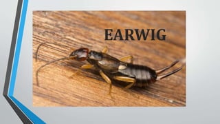 Earwig | PPTX
