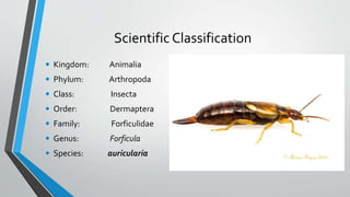 Earwig | PPT