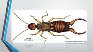 Earwig | PPTX