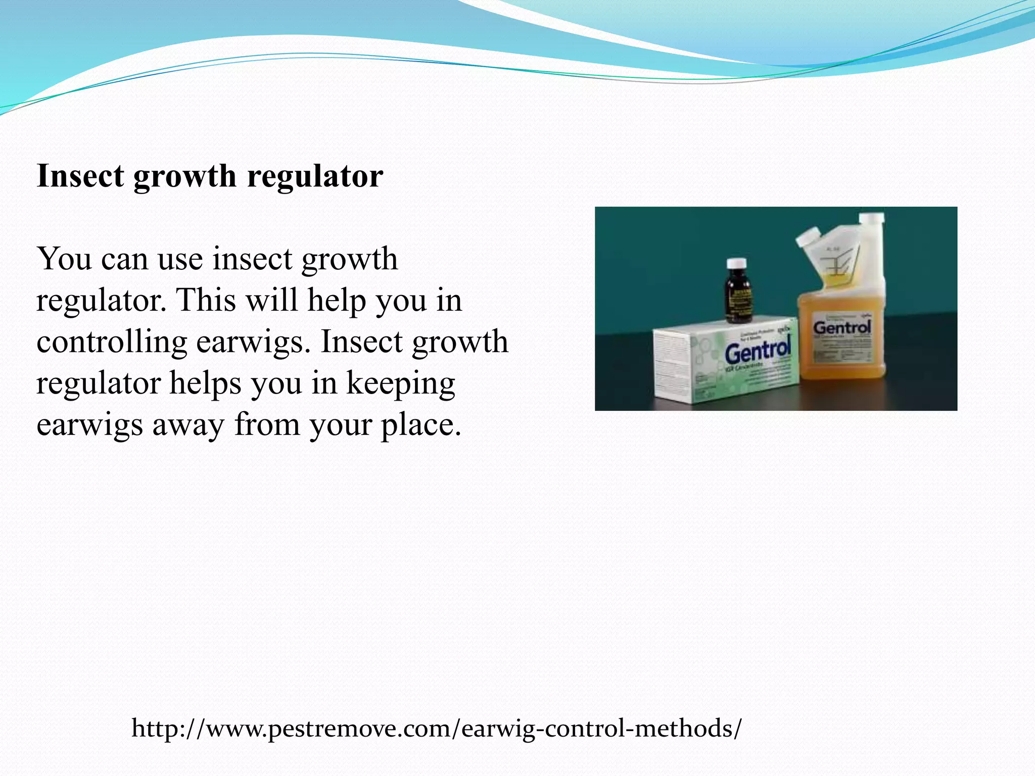 Earwig control methods | PPTX