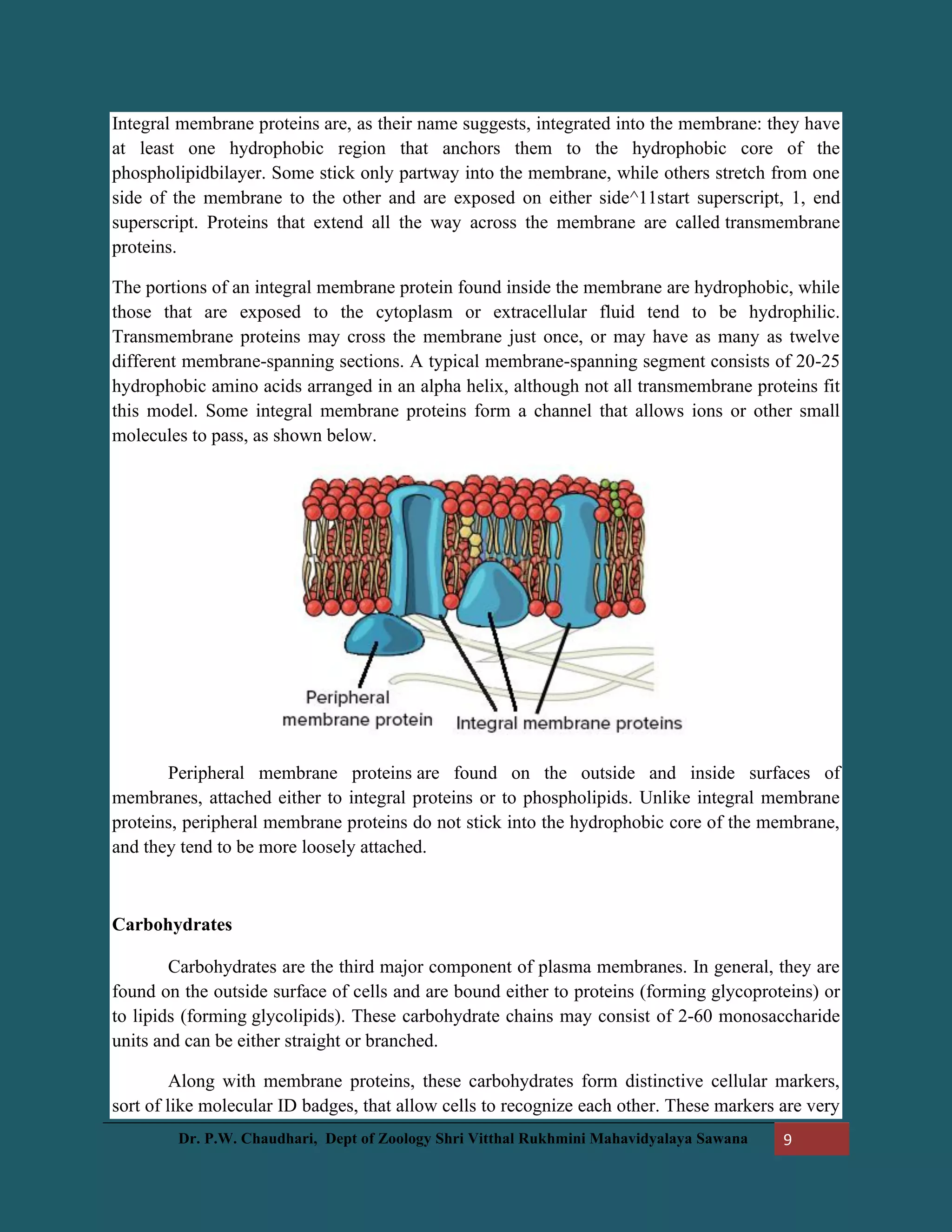 Eassy notes on cell wall | PDF