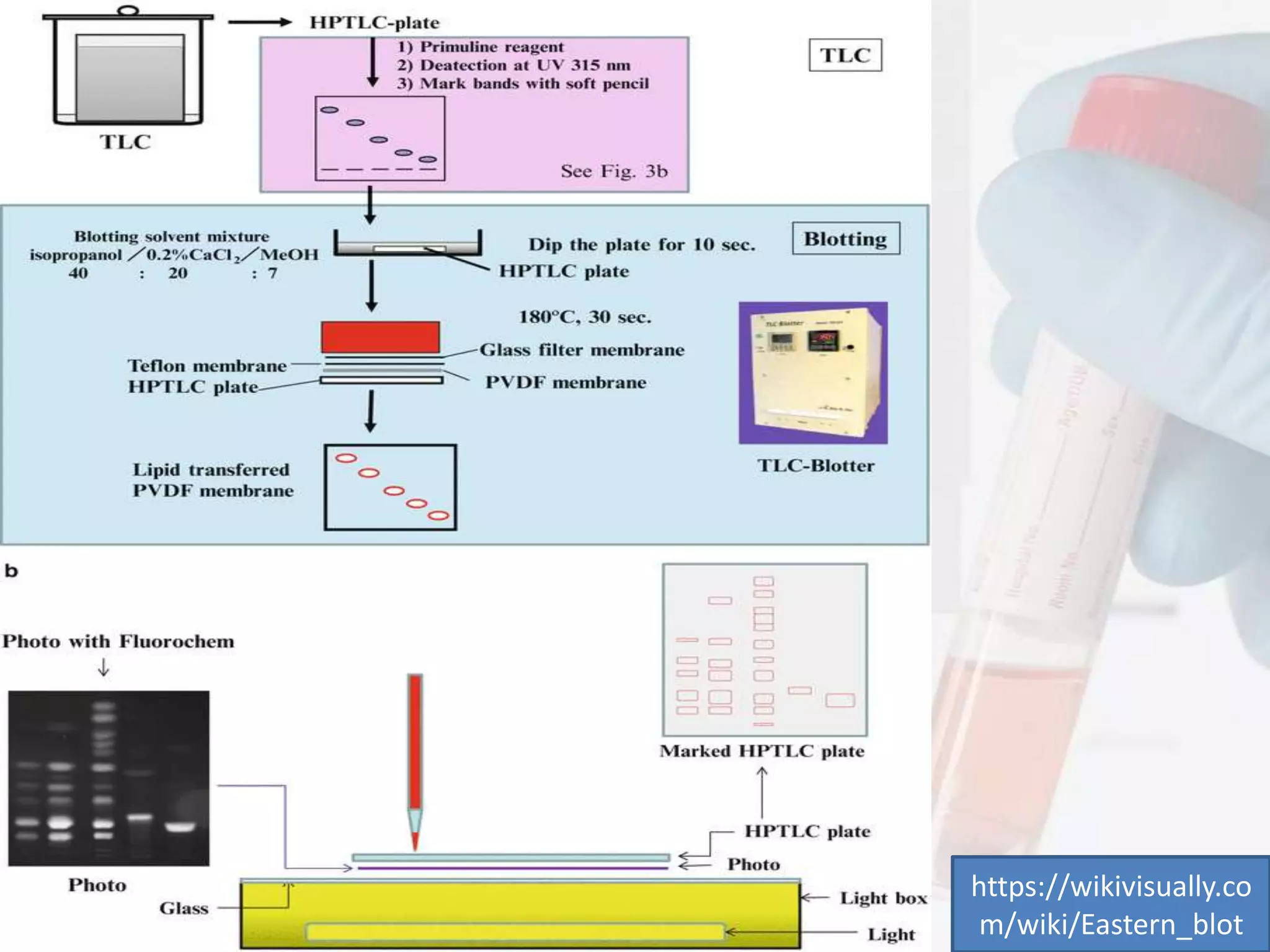 Eastern blotting Technique | PPTX