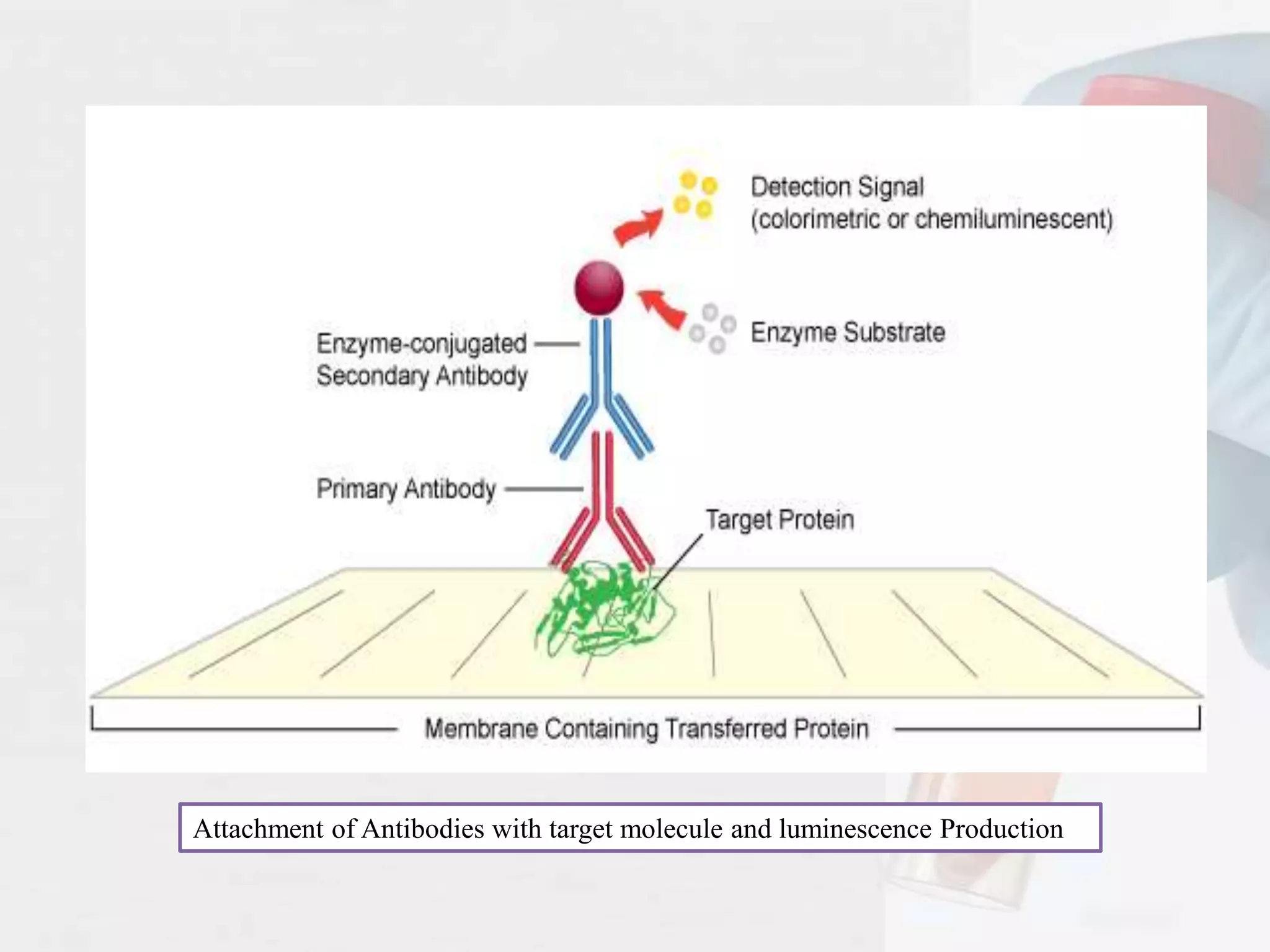 Eastern blotting Technique | PPTX