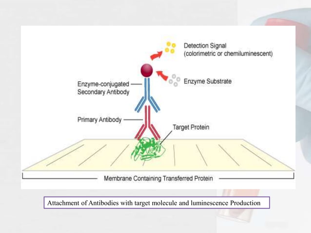 Eastern blotting Technique
