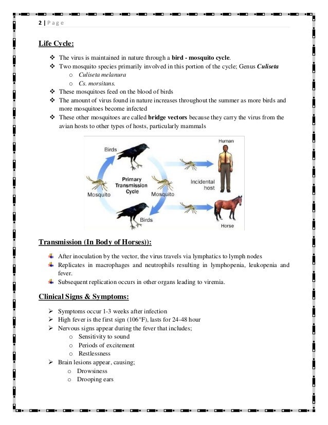 Eastern equine encephalitis (eee) Eastern equine encephalitis (eee)