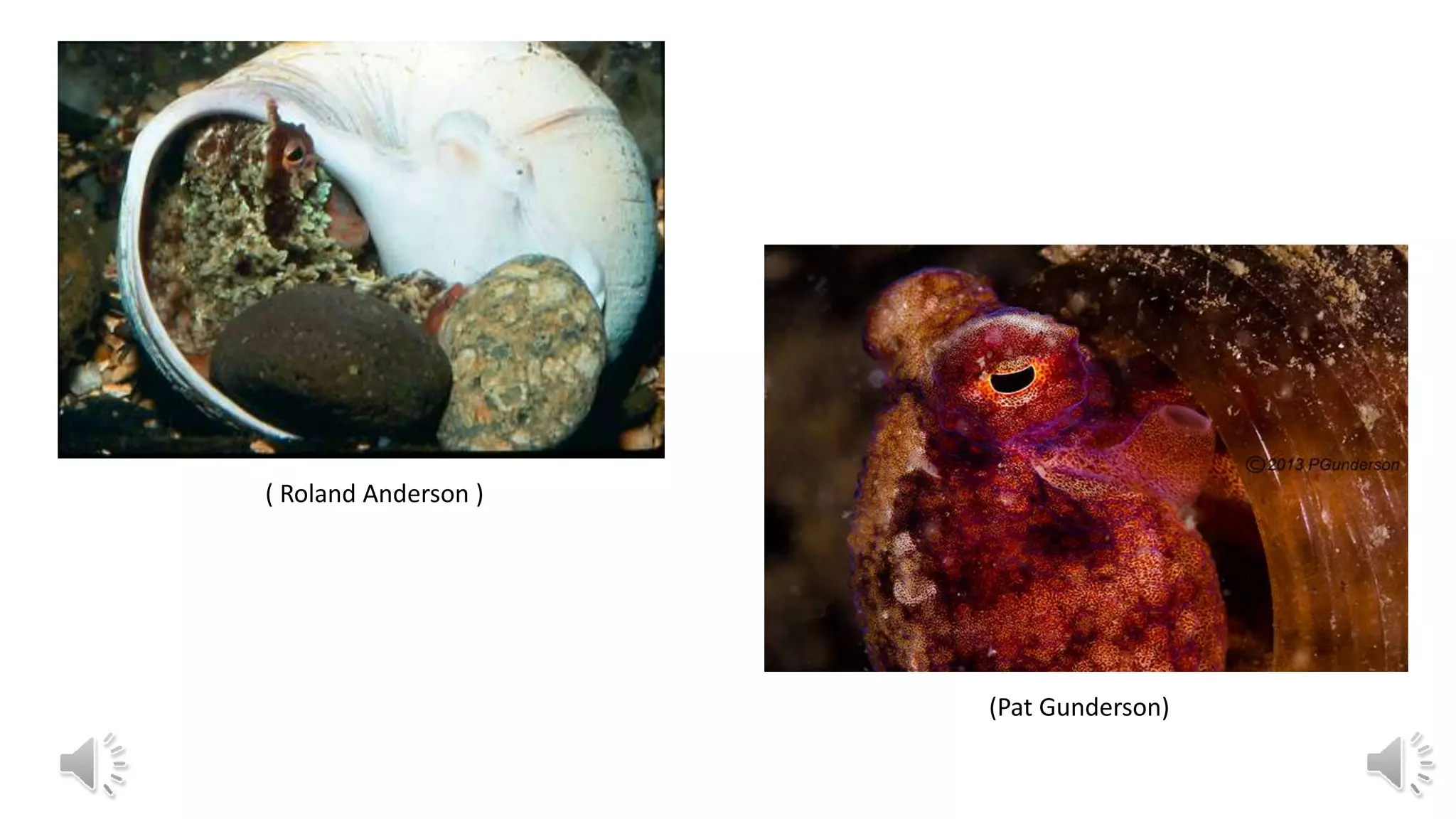 Eastern Pacific red octopus | PPT