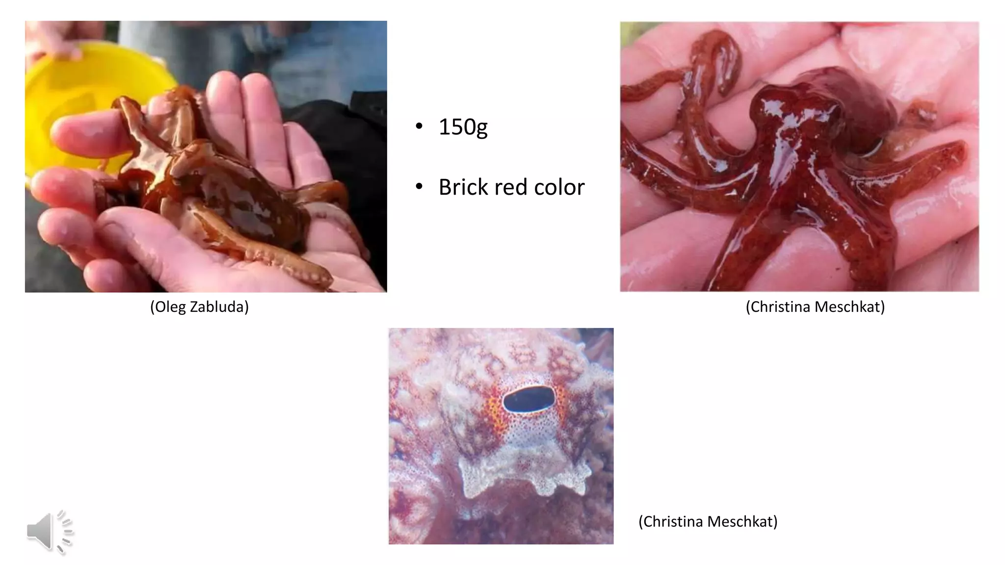 Eastern Pacific red octopus | PPT