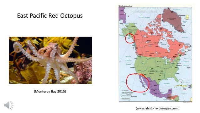 Eastern Pacific red octopus | PPT